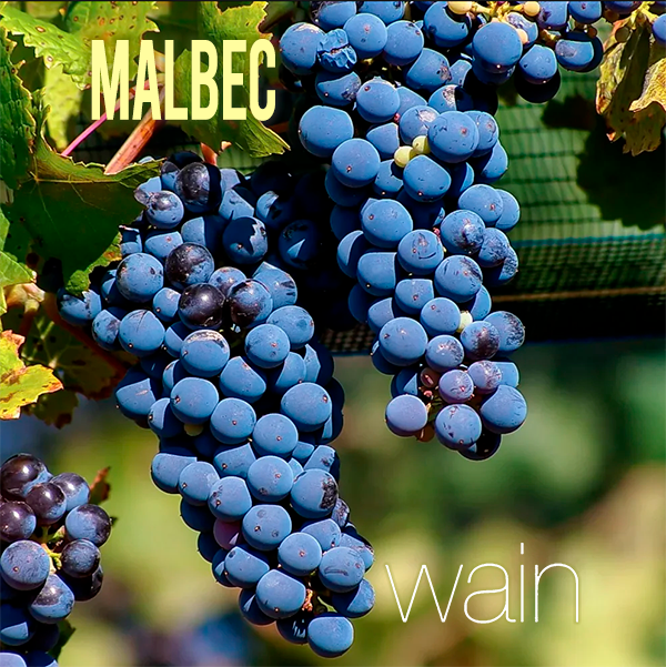 Malbec – Wain.cr